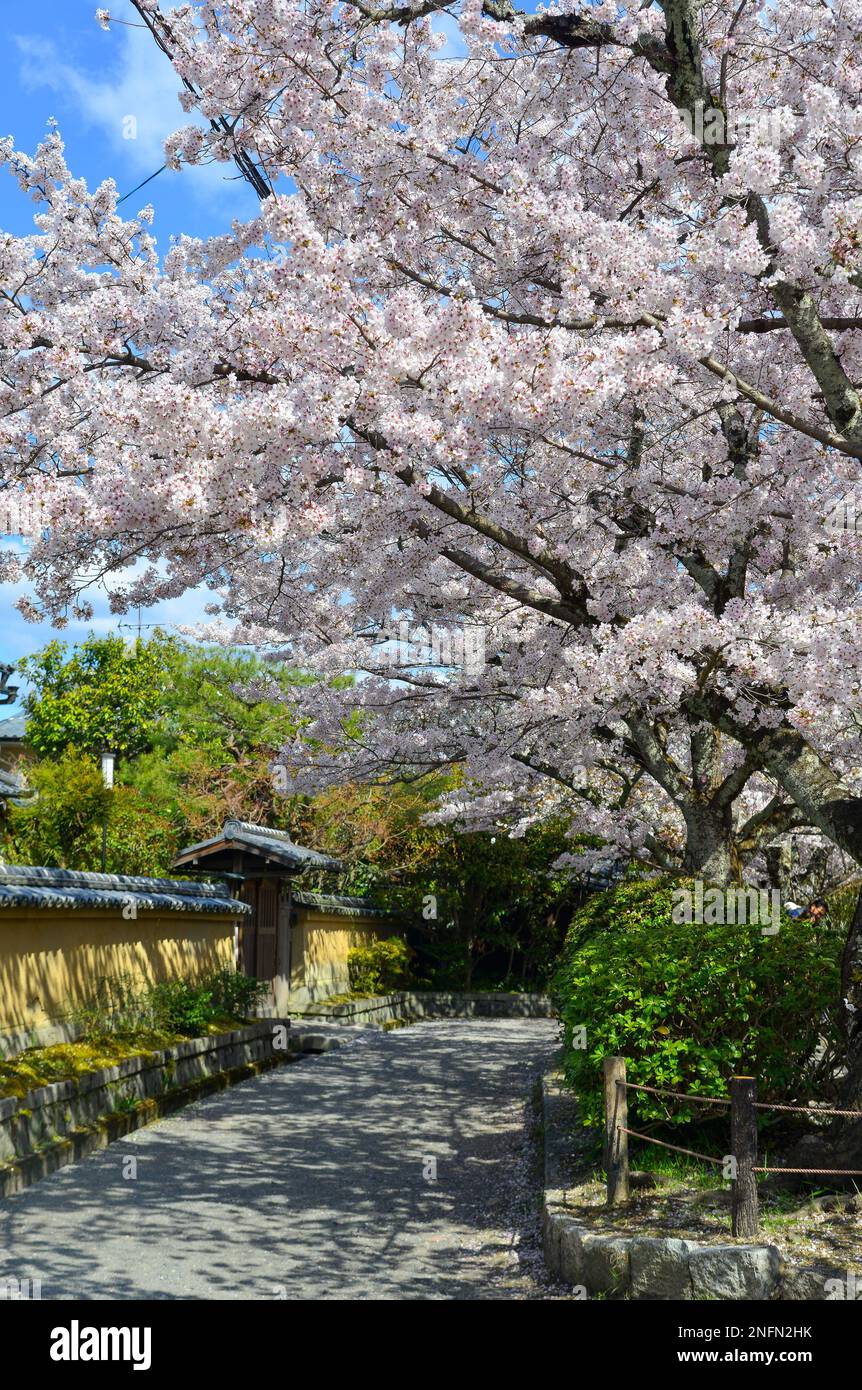 Cherry blossom landscape in Kyoto, Japan. Annual cherry blossom viewing ...