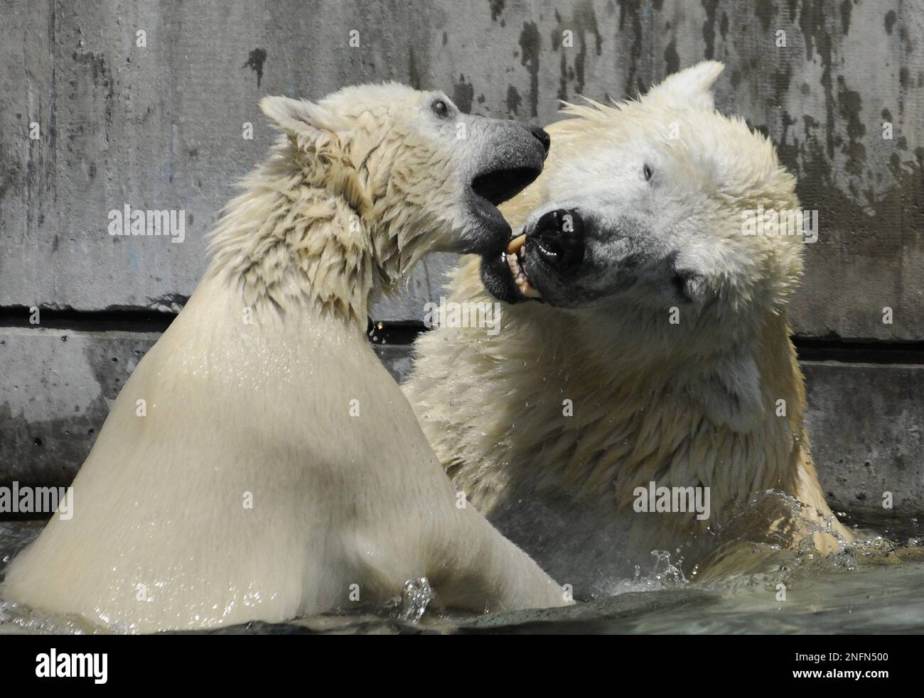 Polar bear cub "Wilbaer", left, plays with his mother Corinna in the ...