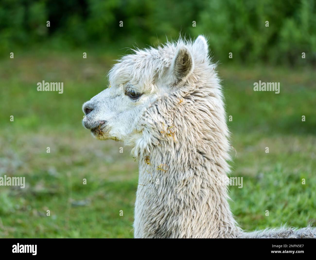 Close up of the head and neck of a white alpaca in a field, England, UK ...