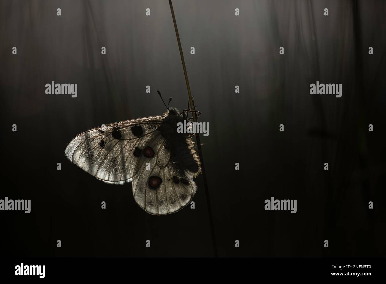 Apollo (parnassius apollo) butterfly in the Rhodope Mountains, Bulgaria ...