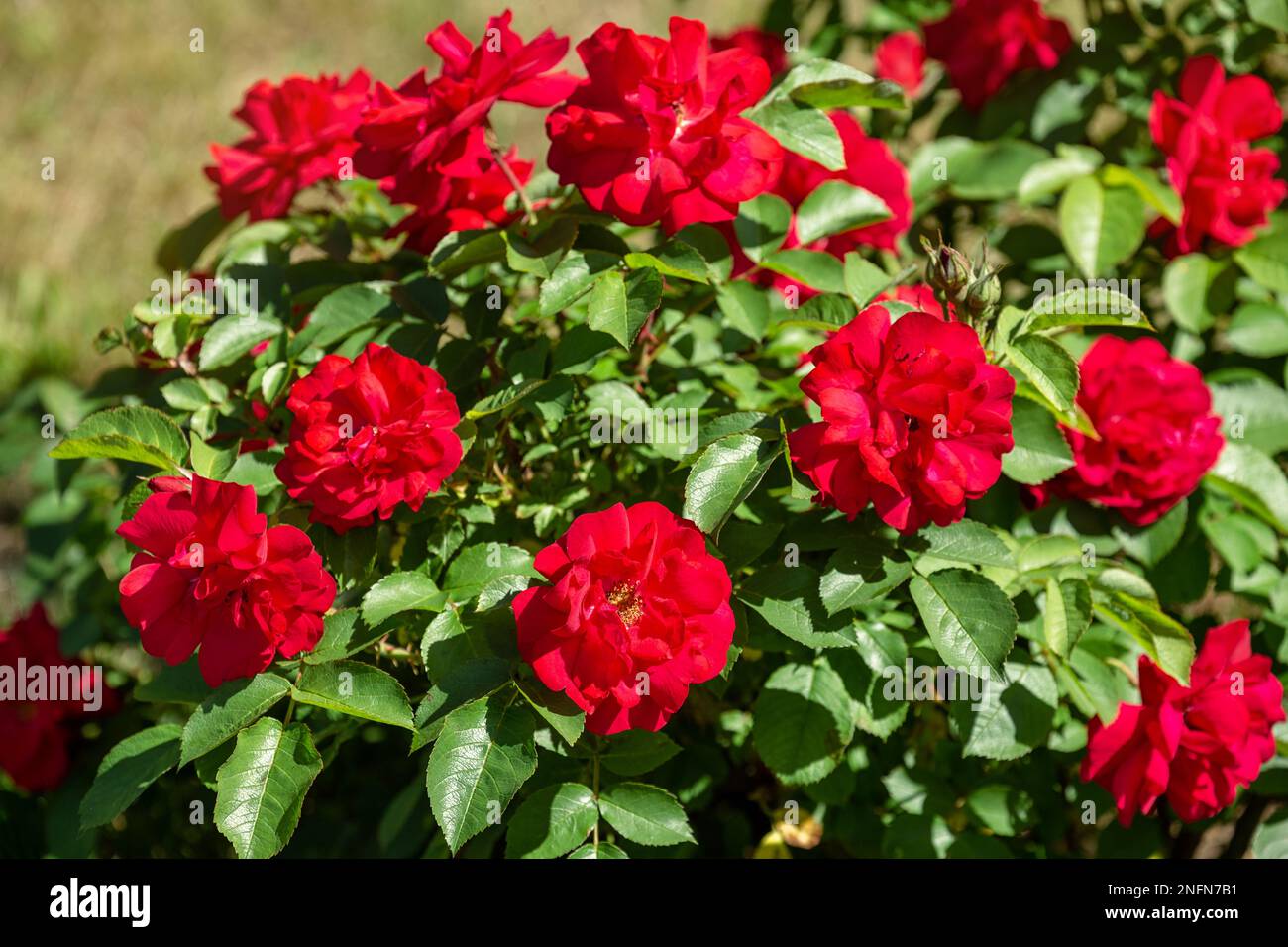 Lush flowering bush of red rose variety Hansaland (KORhassi, Charles ...