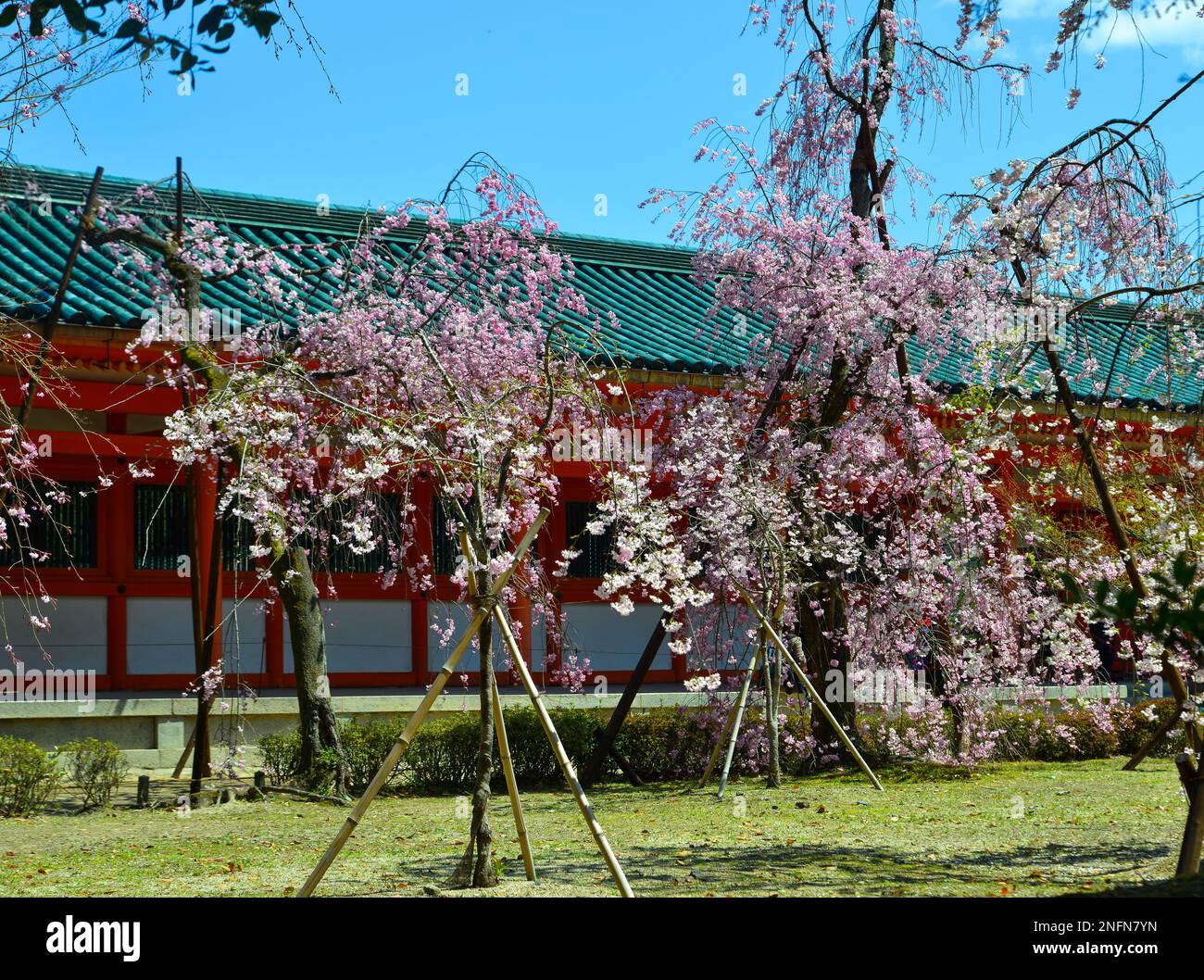 Weeping cherry blossom in Kyoto, Japan. Annual cherry blossom viewing ...
