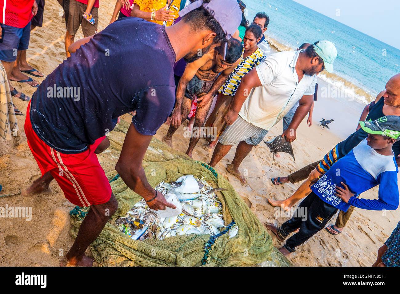 Fishermen hauling in a net on the beach at Tangalle on the south coast ...