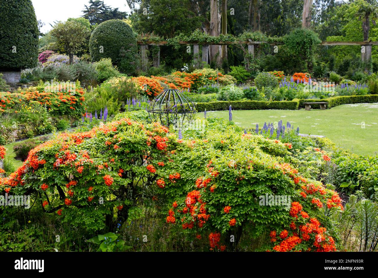 Early summer colour from brilliant red azaleas and blue lupins at Mount ...