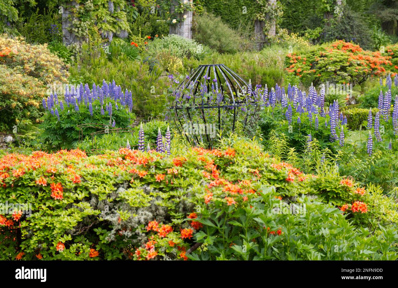Early summer colour from brilliant red azaleas and blue lupins at Mount ...