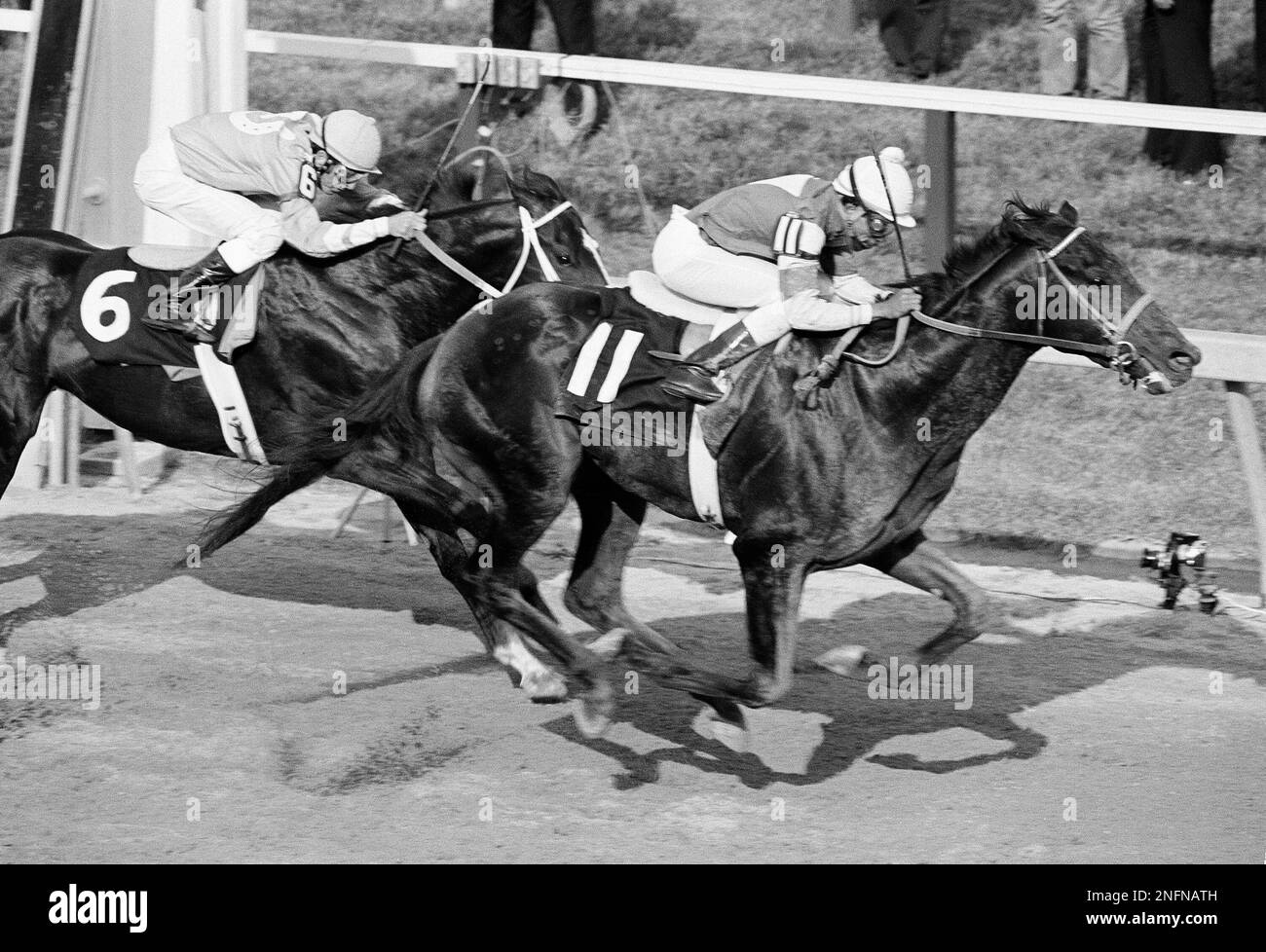 Jockey Jorge Velasquez rides his horse Pleasant Colony across the ...