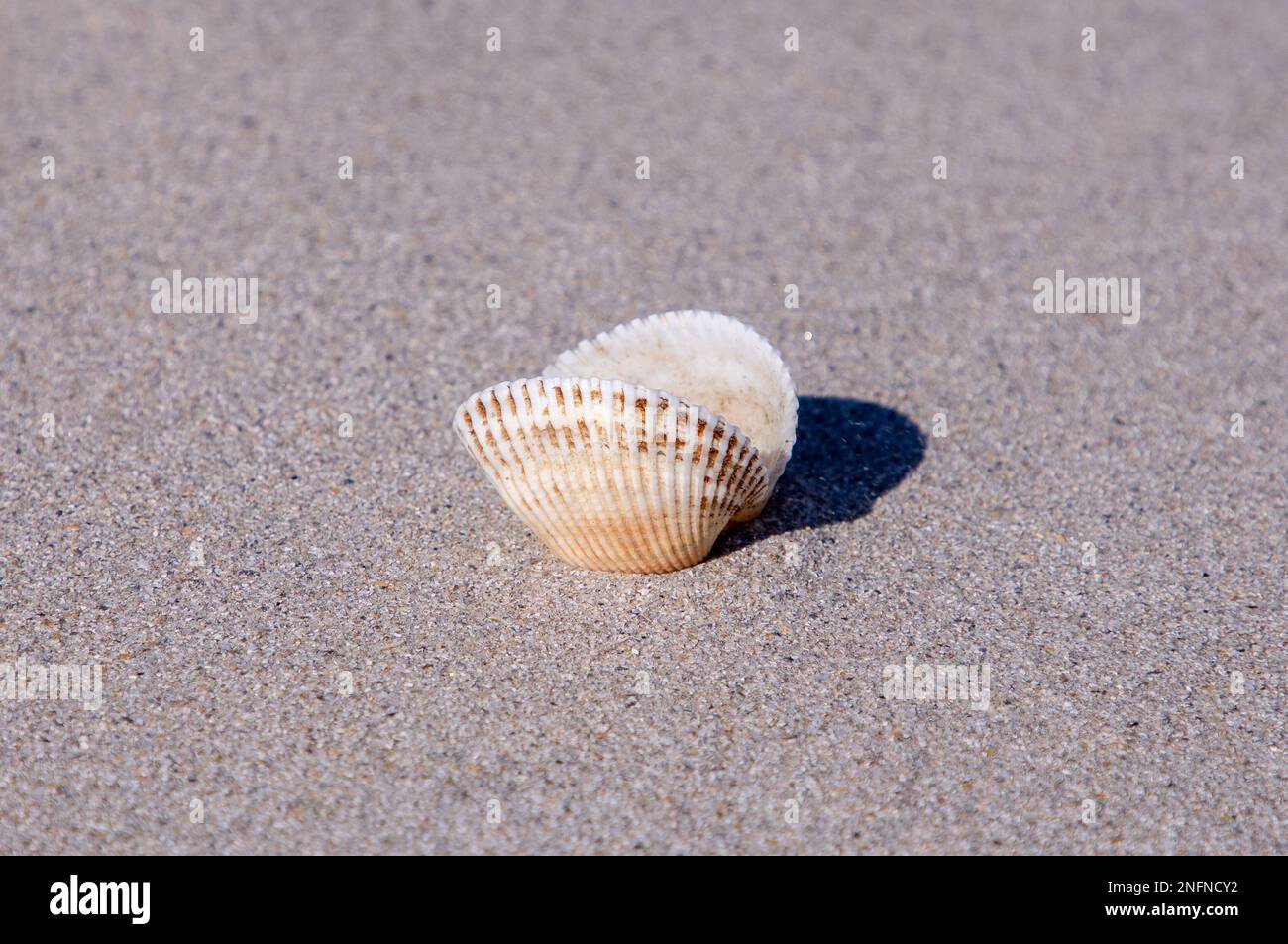 A closeup up of a cockle shell on the sand at a beach Stock Photo - Alamy