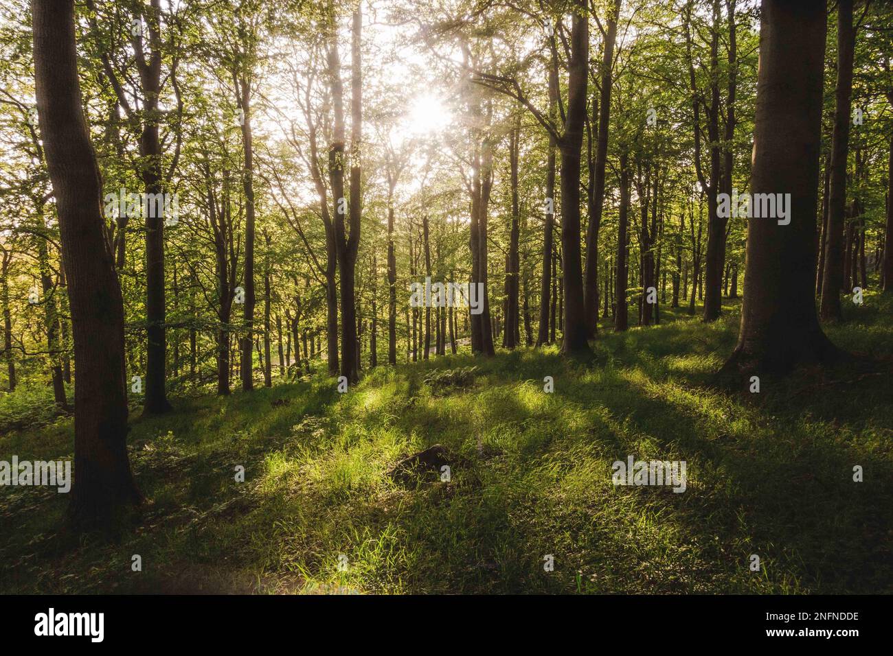 A scenic forest with bright sun through tall trees at the Kullaberg ...