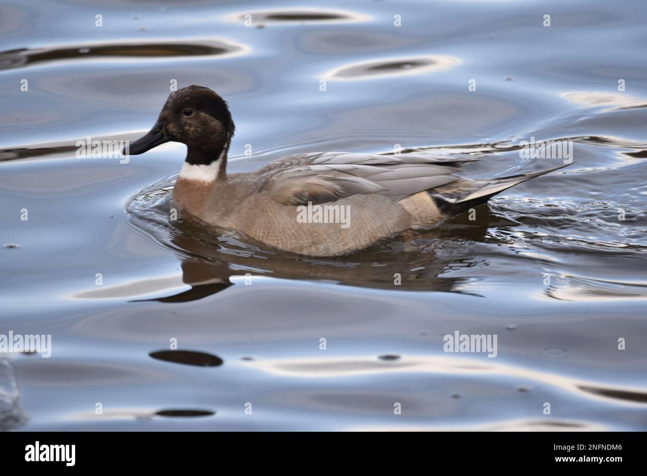 Close-Up Image of a Northern Pintail x Gadwall Hybrid Duck (Anas acuta ...