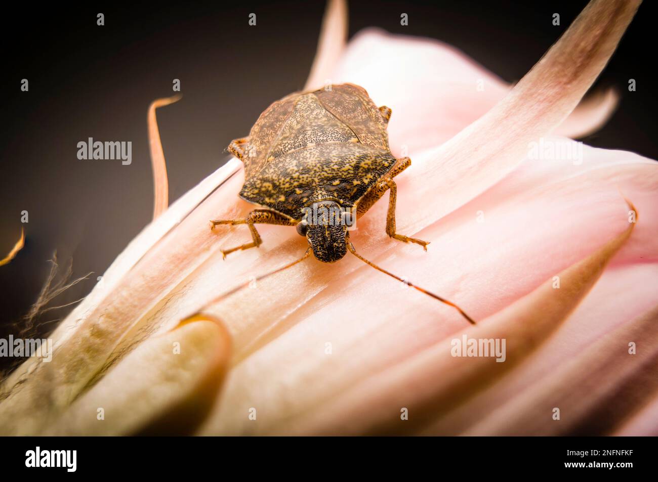 Macrofoto hi-res stock photography and images - Alamy