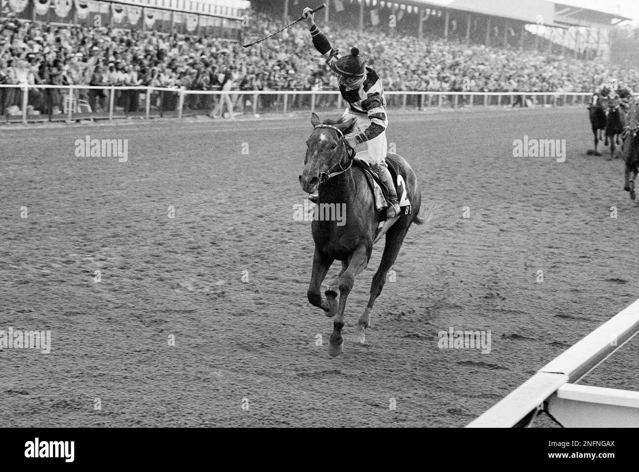 Spectacular Bid with jockey Ronnie Franklin in the irons crosses the ...