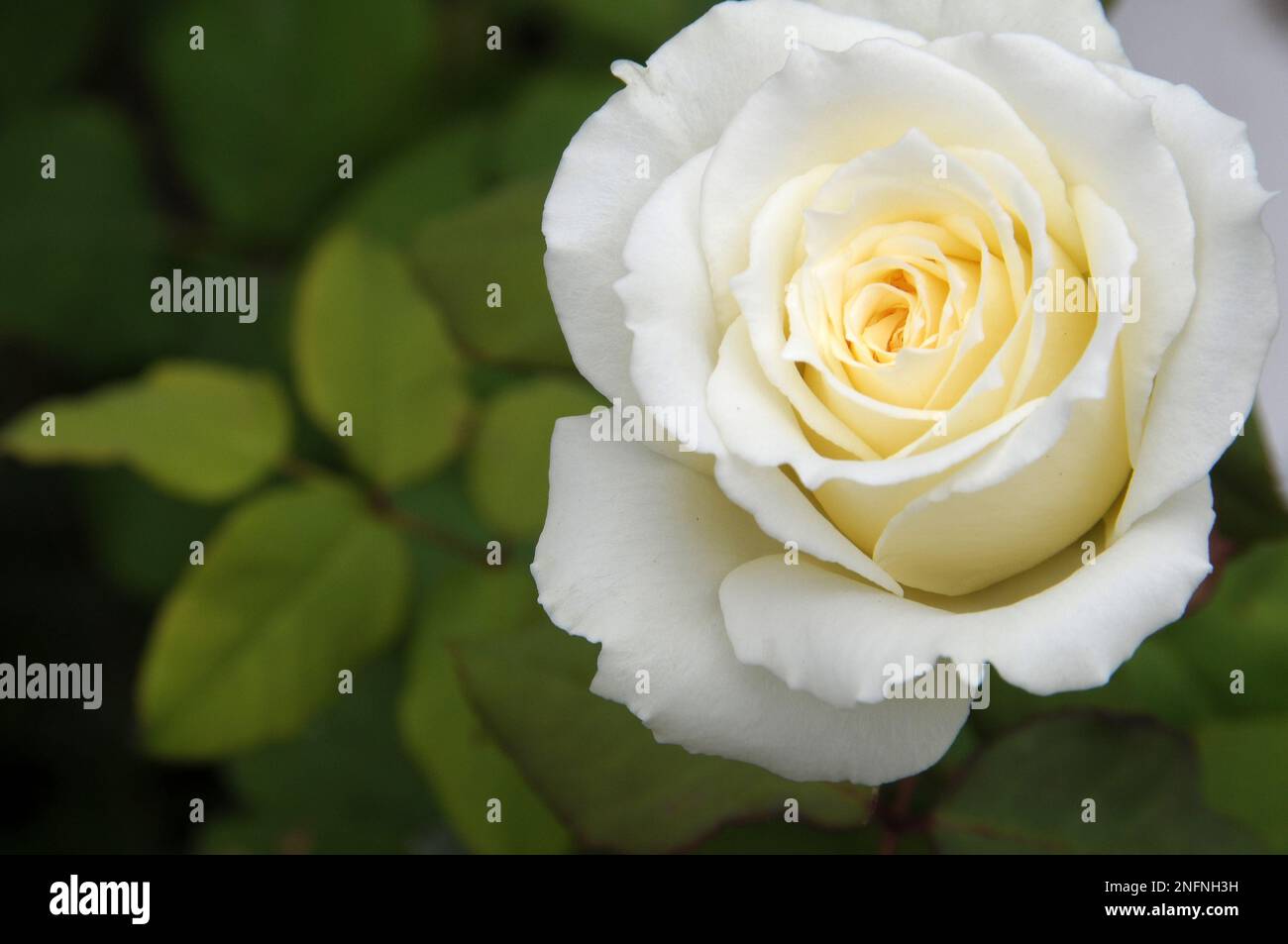 Detail of a white rose Stock Photo - Alamy