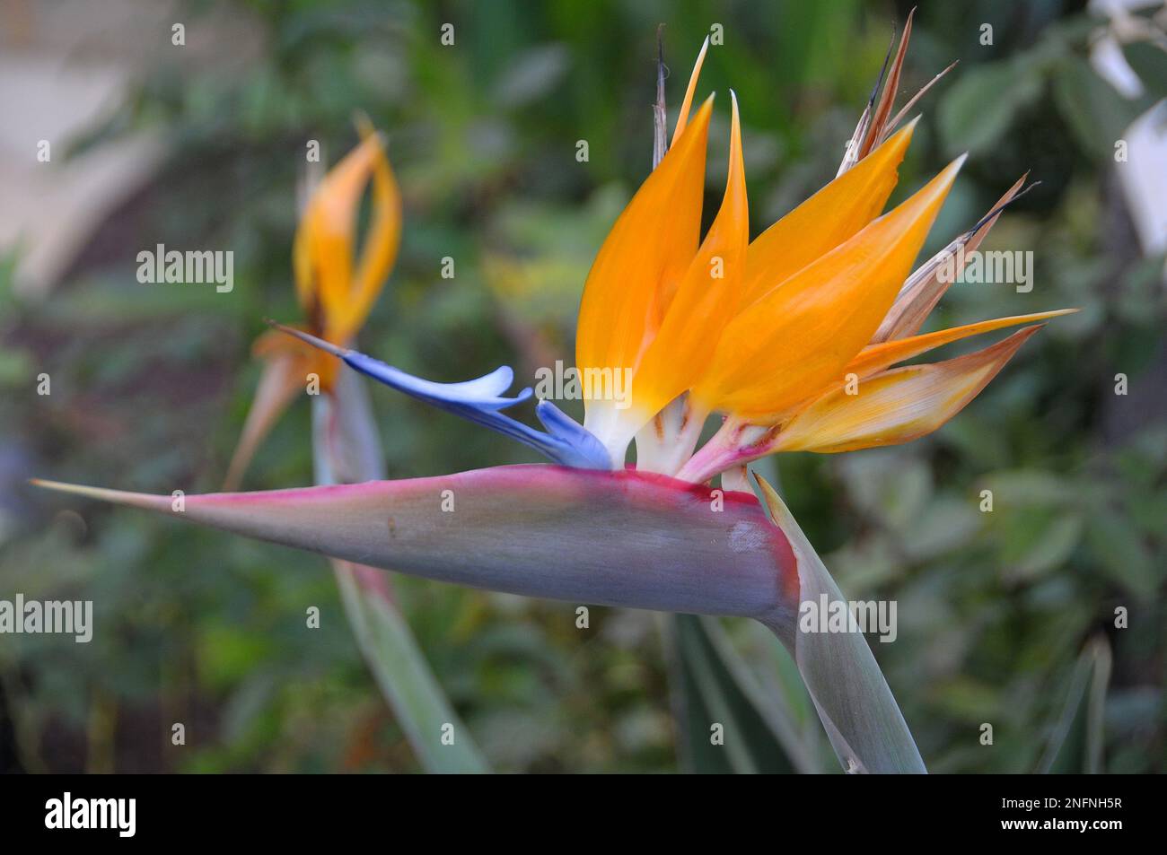 Strelitzia flowers hi-res stock photography and images - Alamy