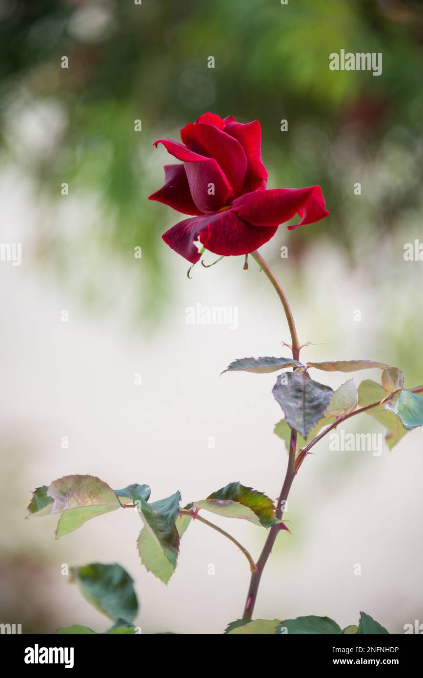 Detail of a red rose with blur background Stock Photo - Alamy
