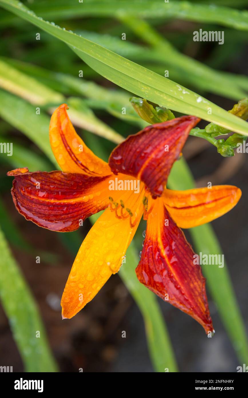 Detail of a lily flower Stock Photo - Alamy