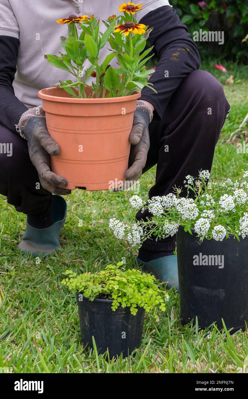 Gardener placing flower pots in a garden Stock Photo - Alamy
