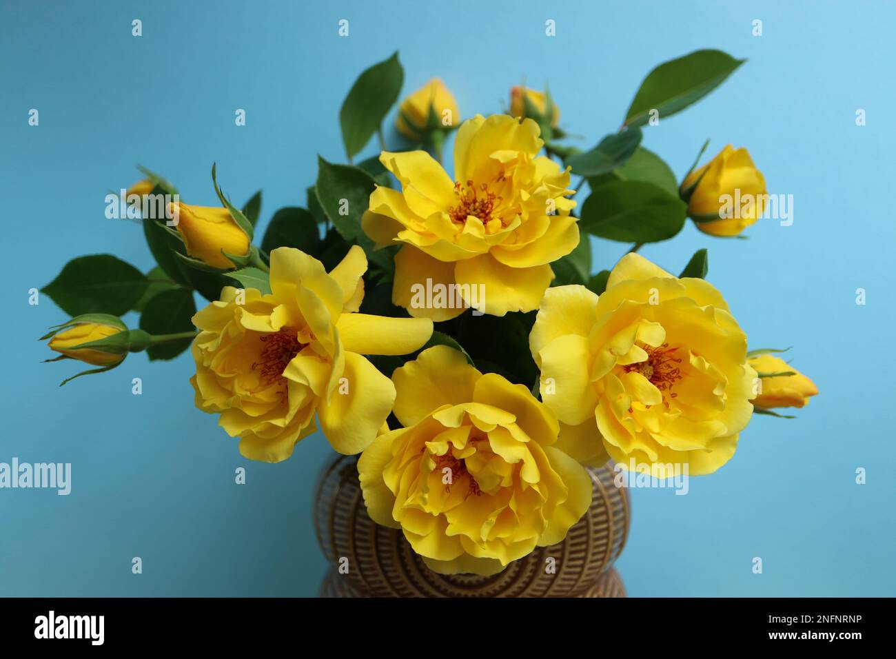 Yellow Roses with delicate petals and green leaves on the blue ...