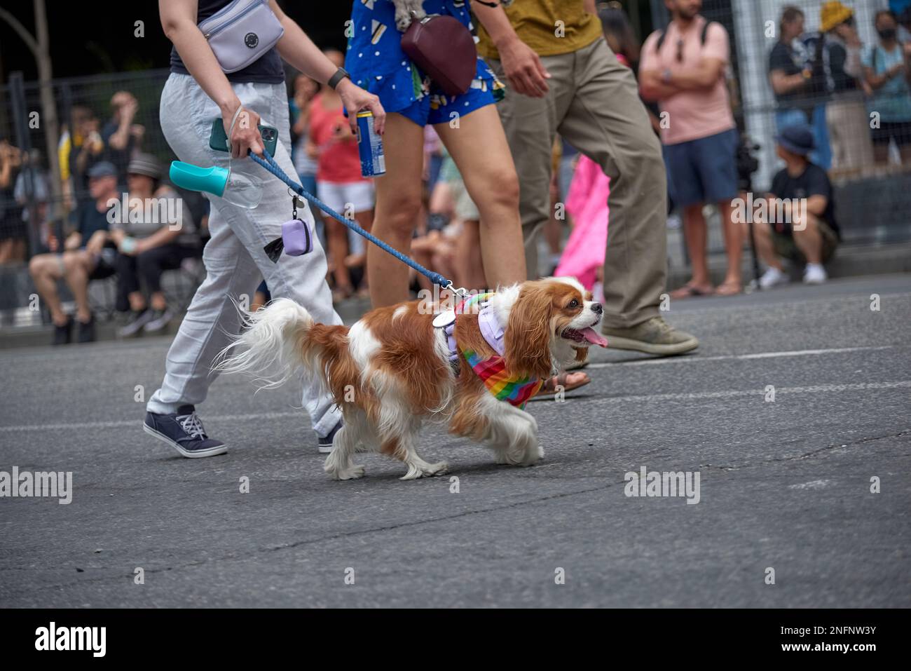Toronto Ontario, Canada- June 26th 2022: A dog at Toronto's annual ...