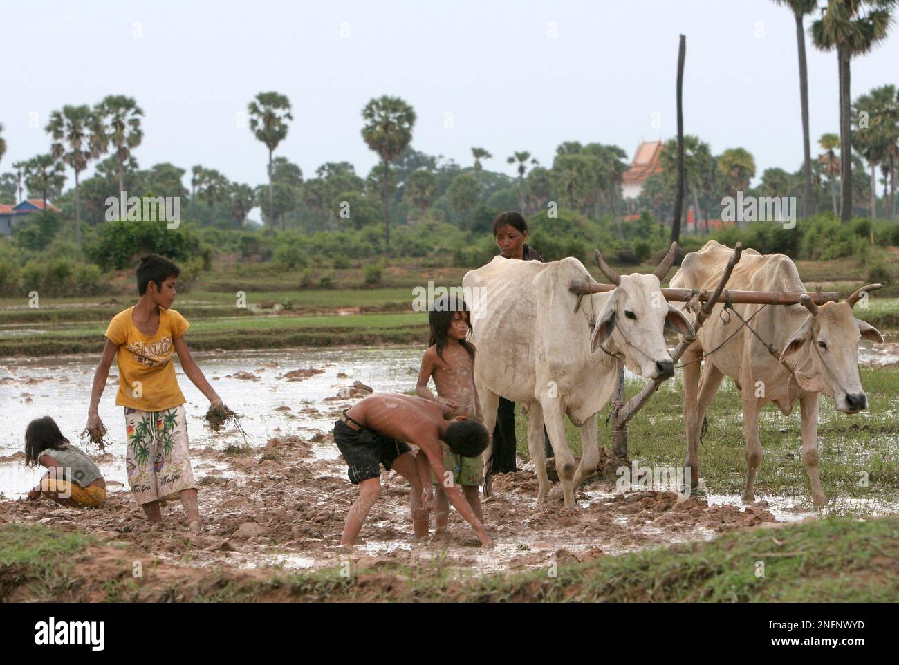 Cambodian children collect some grass from the muddy rice field as they ...
