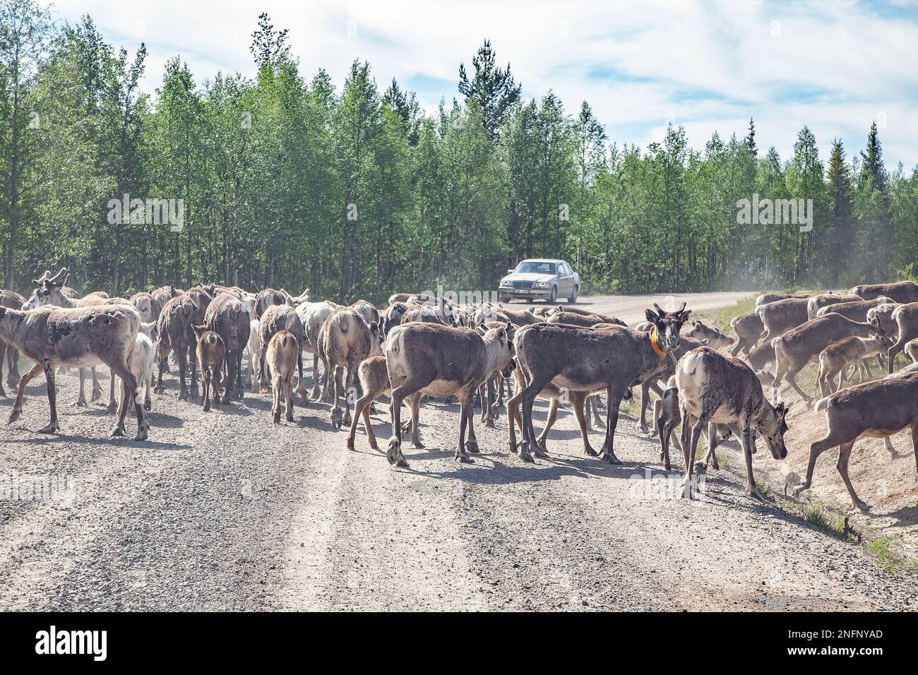 Reindeer crossing the road hi-res stock photography and images - Alamy