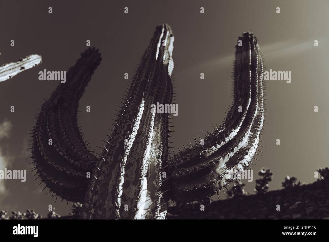 A low angle grayscale of a giant cactus with thorns under the clear sky ...
