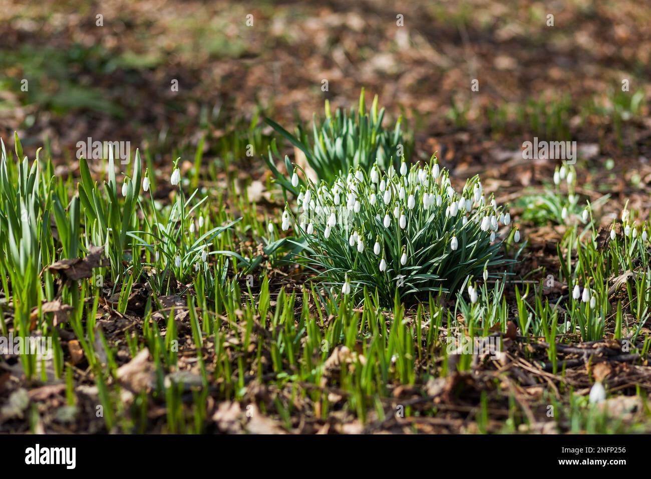 Snowdrop (Galanthus) flowers makes the way through fallen leaves ...