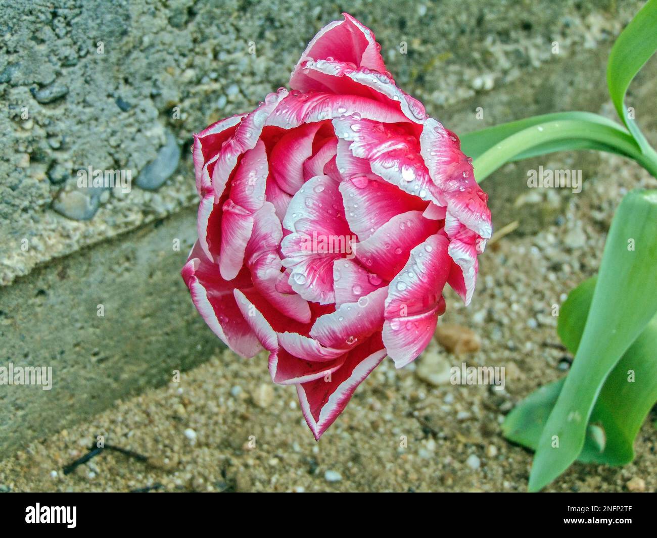 tulip flower with raindrops in spring Stock Photo - Alamy