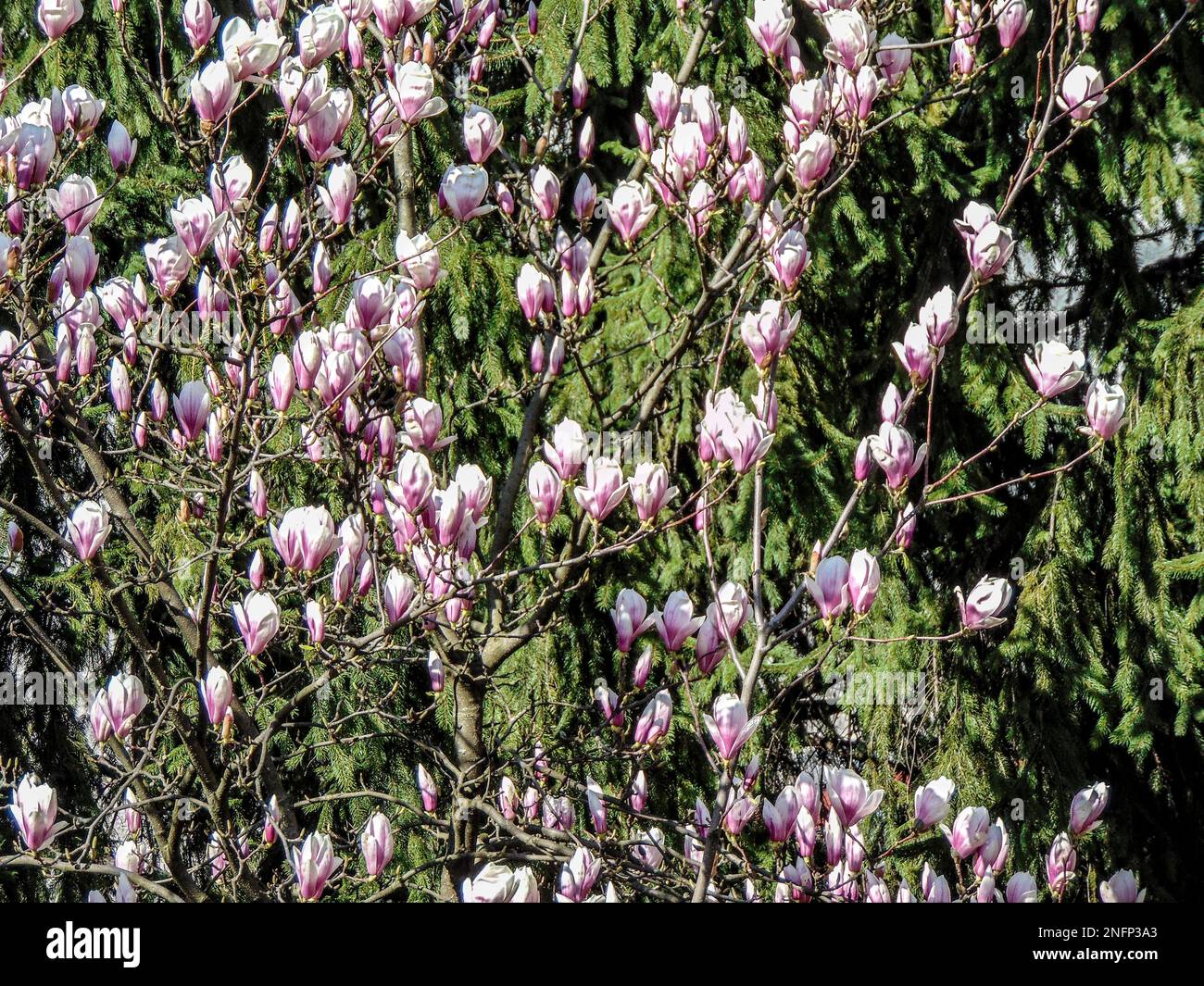 flowering magnolia tree in the spring - Romania Stock Photo - Alamy