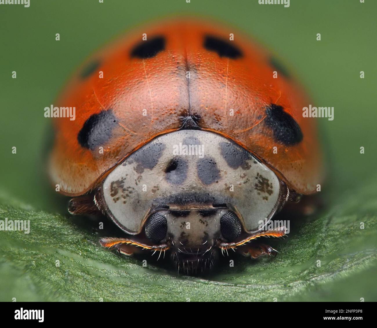 10 spot ladybird hi-res stock photography and images - Alamy