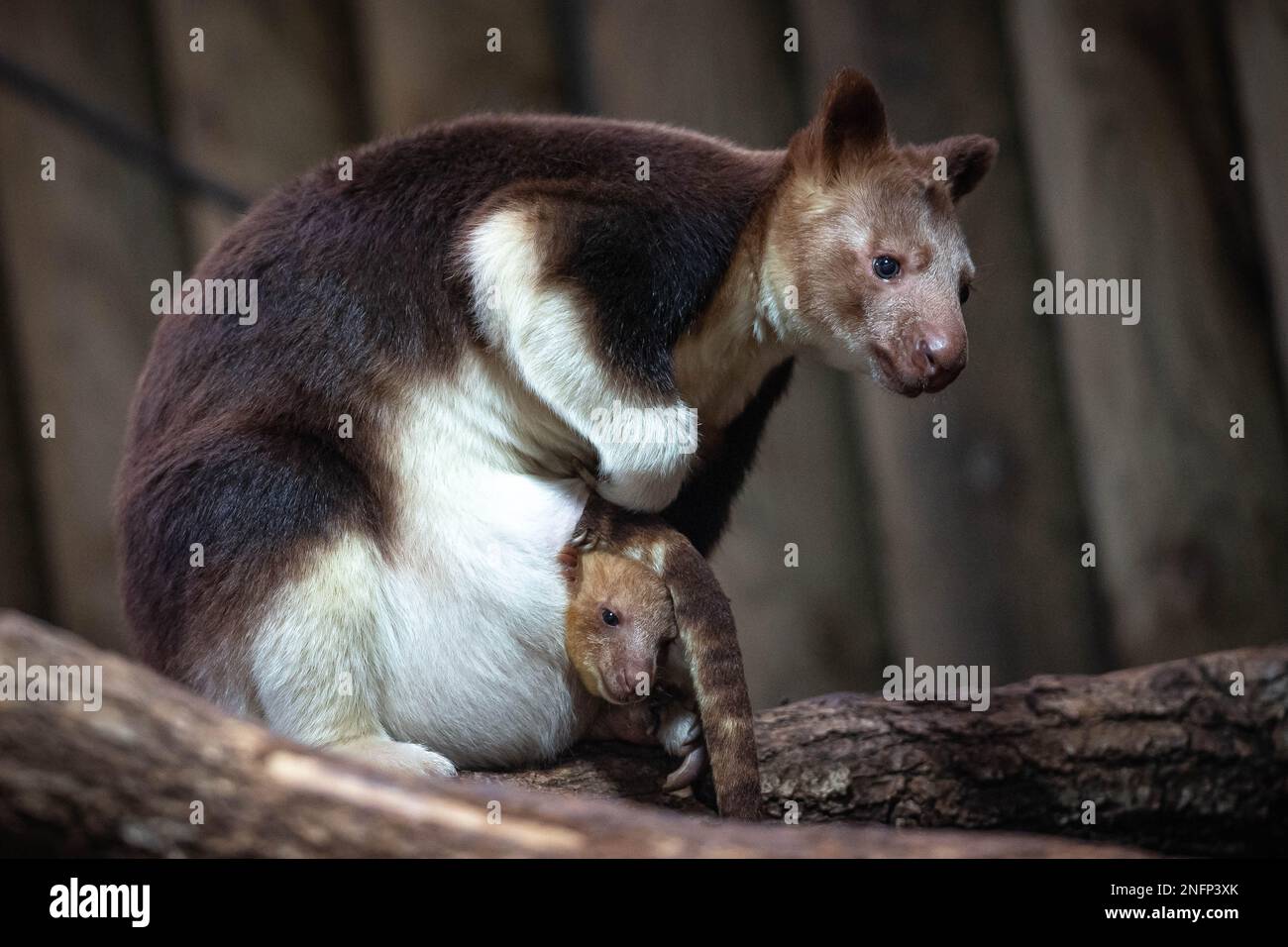 PARIS, Feb. 18, 2023 (Xinhua) -- A Goodfellow's tree kangaroo joey ...