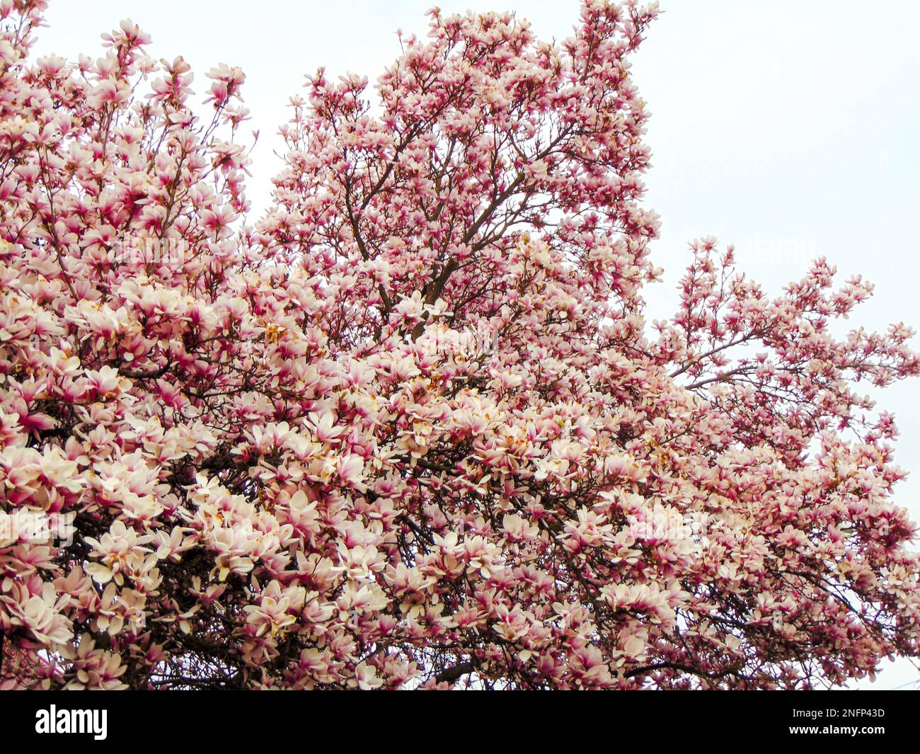 Flowering magnolia tree in the spring - Romania Stock Photo - Alamy