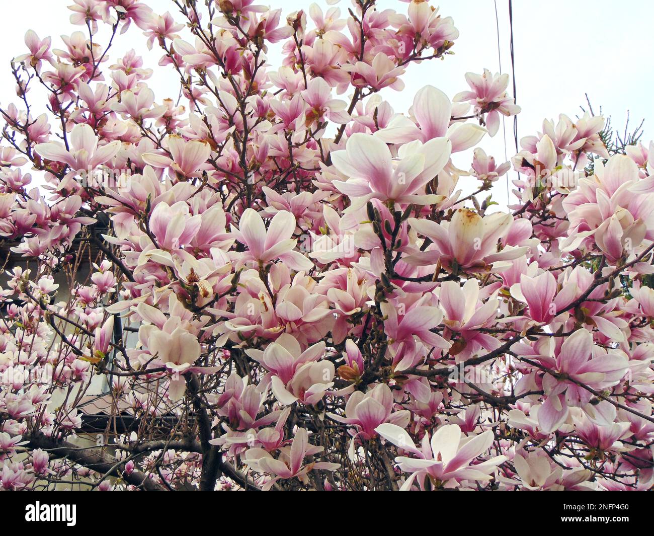 Flowering magnolia tree in the spring - Romania Stock Photo - Alamy