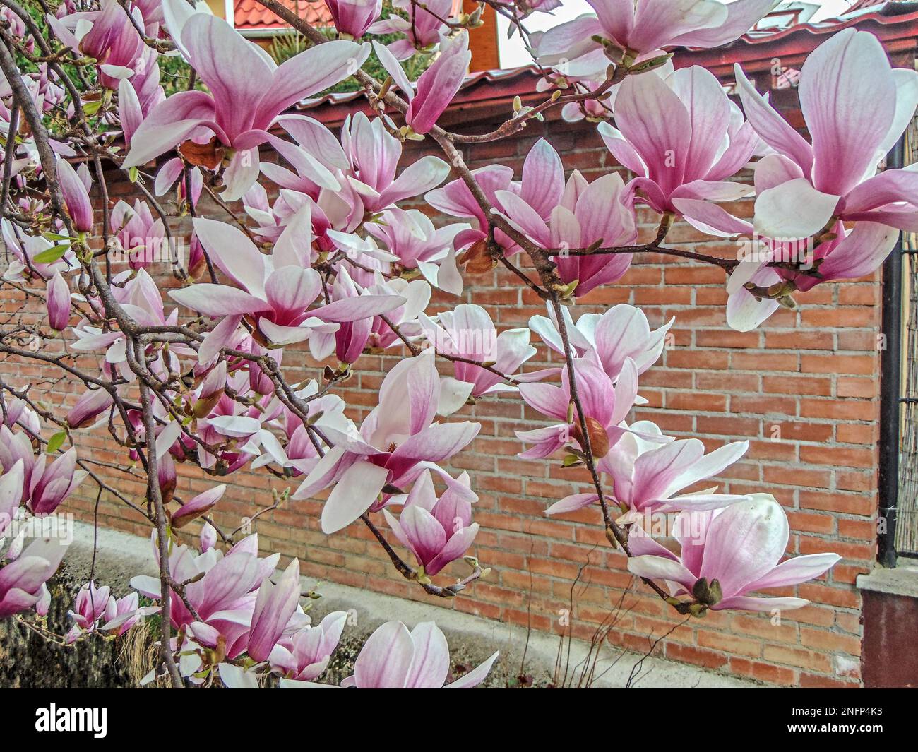 Flowering magnolia tree in the spring - Romania Stock Photo - Alamy