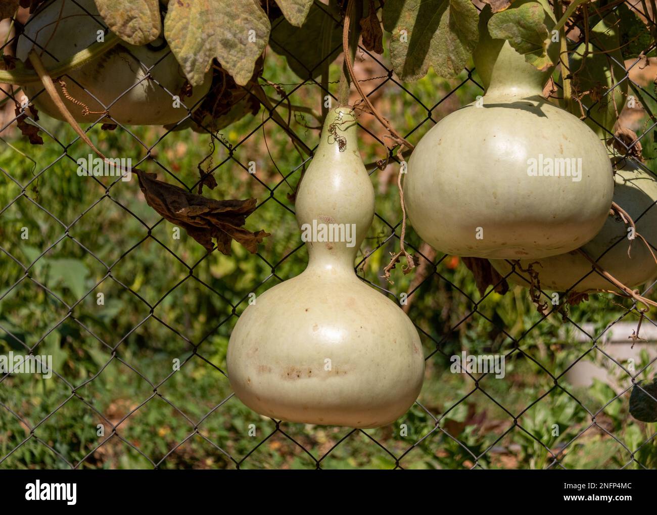Yellow green gourd hi-res stock photography and images - Alamy