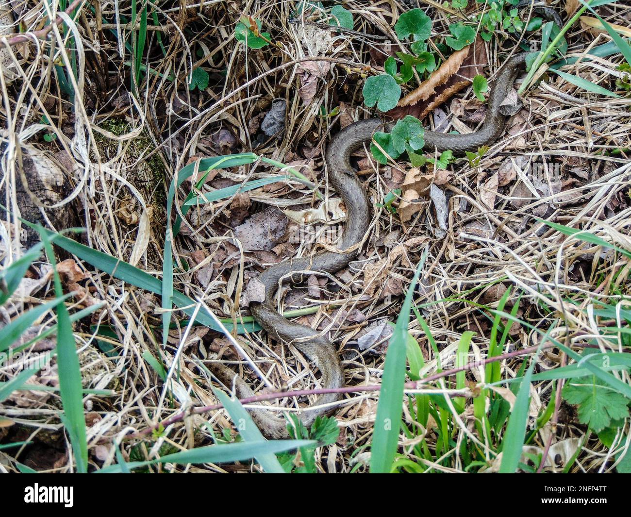 snake among the leaves and grass in the spring - Romania Stock Photo ...