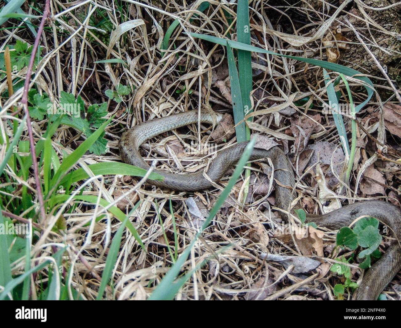 snake among the leaves and grass in the spring - Romania Stock Photo ...
