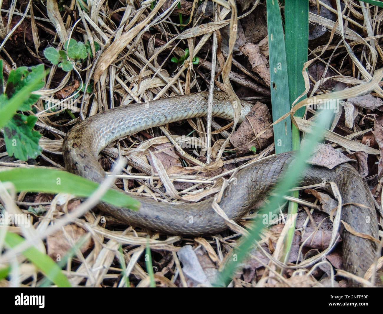 snake among the leaves and grass in the spring - Romania Stock Photo ...