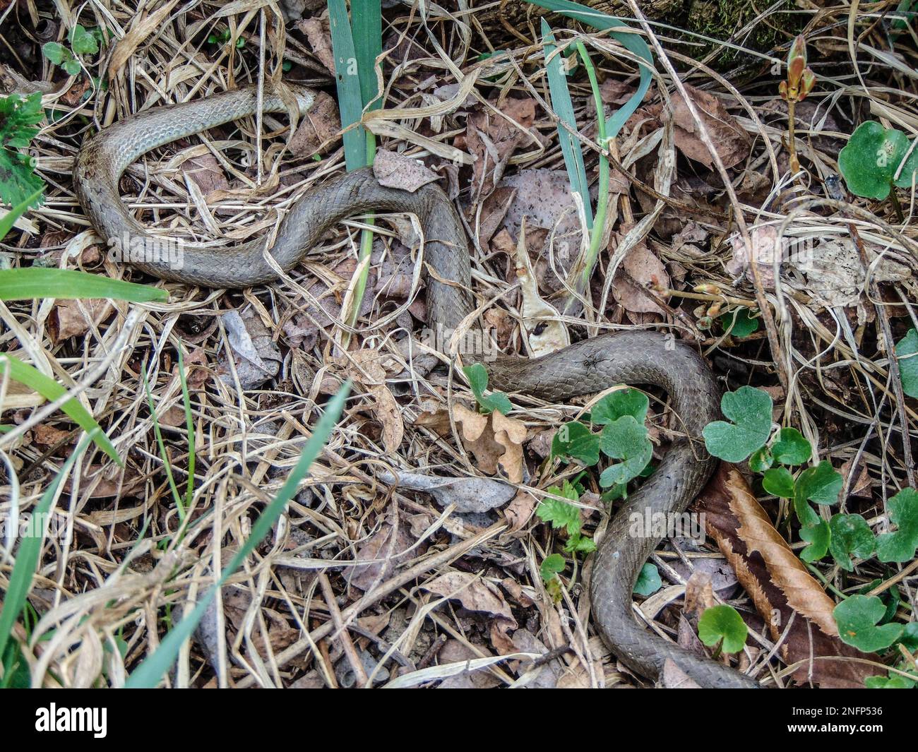 snake among the leaves and grass in the spring - Romania Stock Photo ...