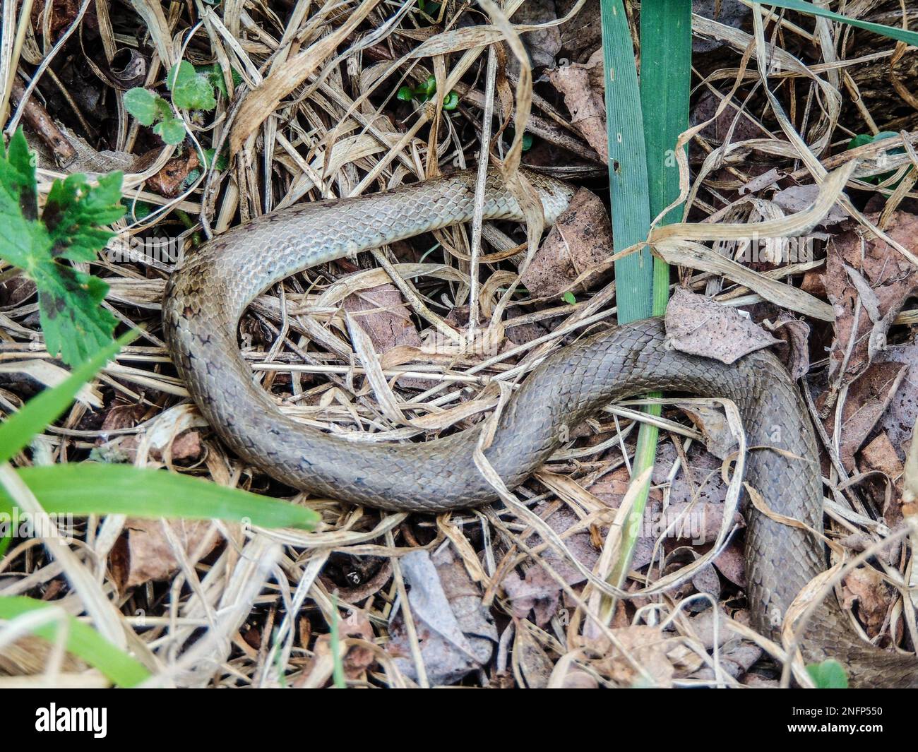 snake among the leaves and grass in the spring - Romania Stock Photo ...