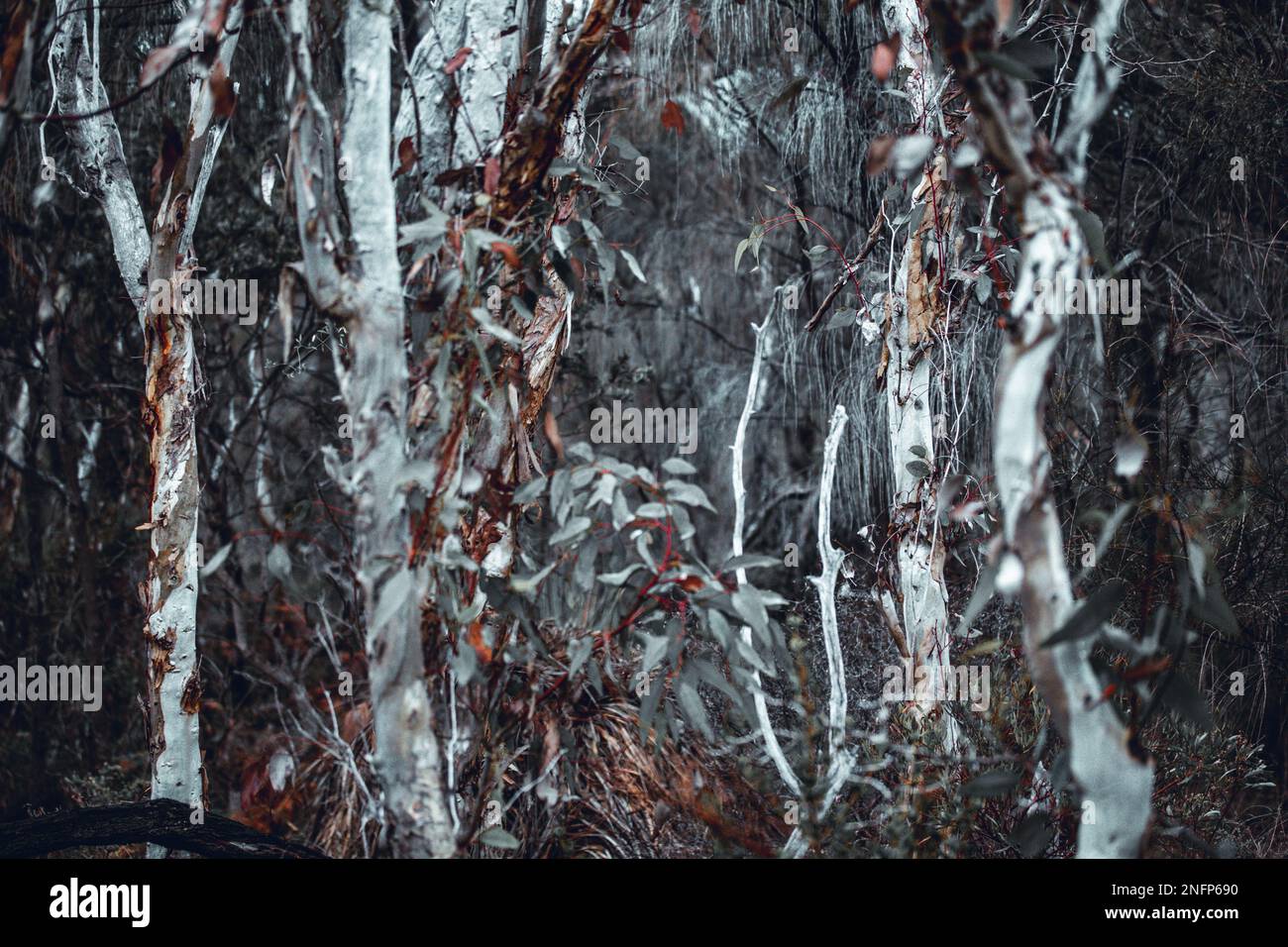A close-up shot of gum trees in Aldinga Scrub Conservation Park, South ...