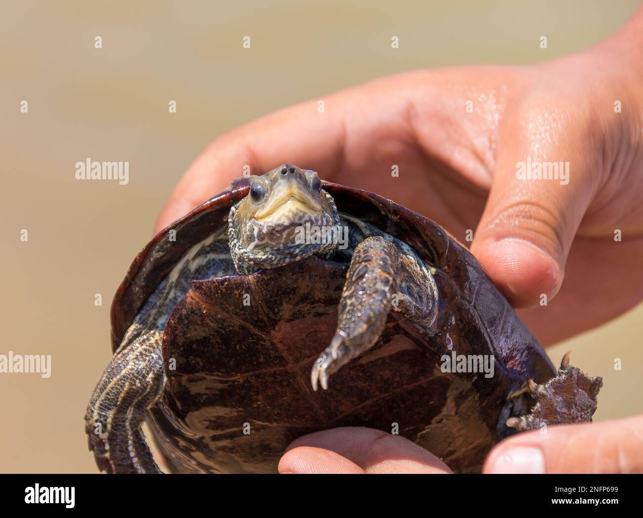 terrapin being held Stock Photo - Alamy