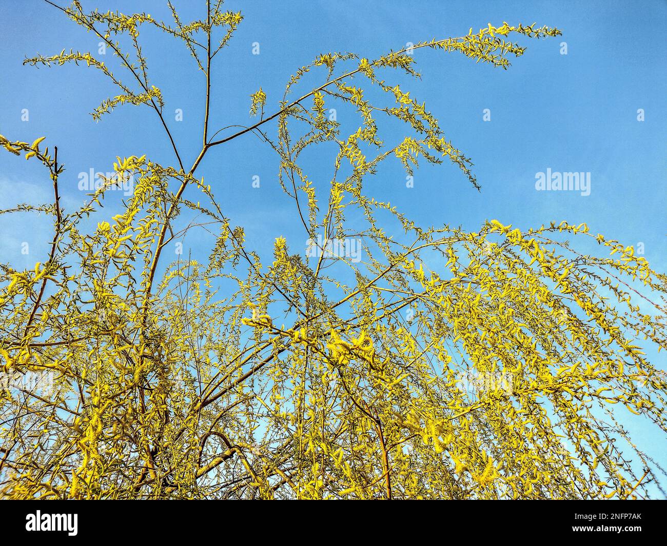 willow tree in the spring - Romania Stock Photo - Alamy