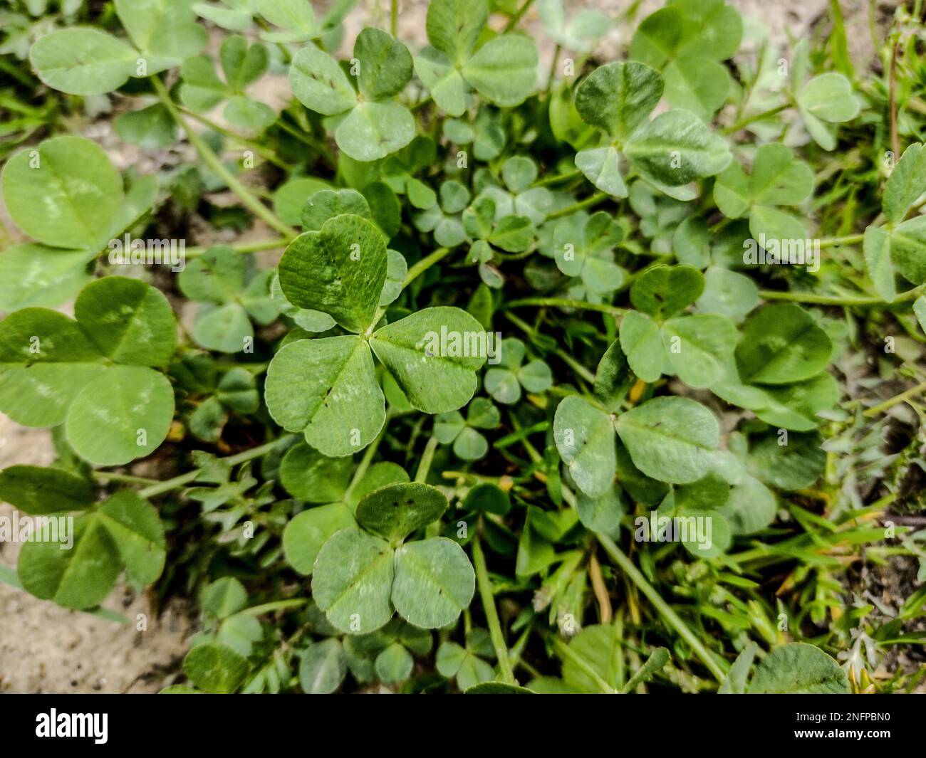 Clover stock hi-res stock photography and images - Alamy