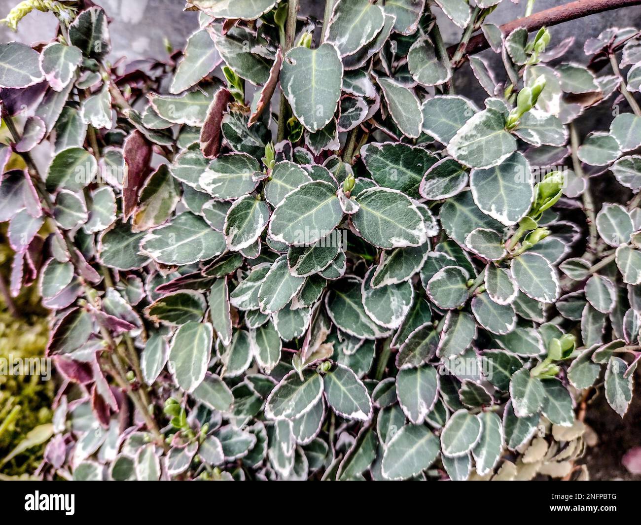 Climbing euonymus (Euonymus fortunei) plant - Romania Stock Photo - Alamy