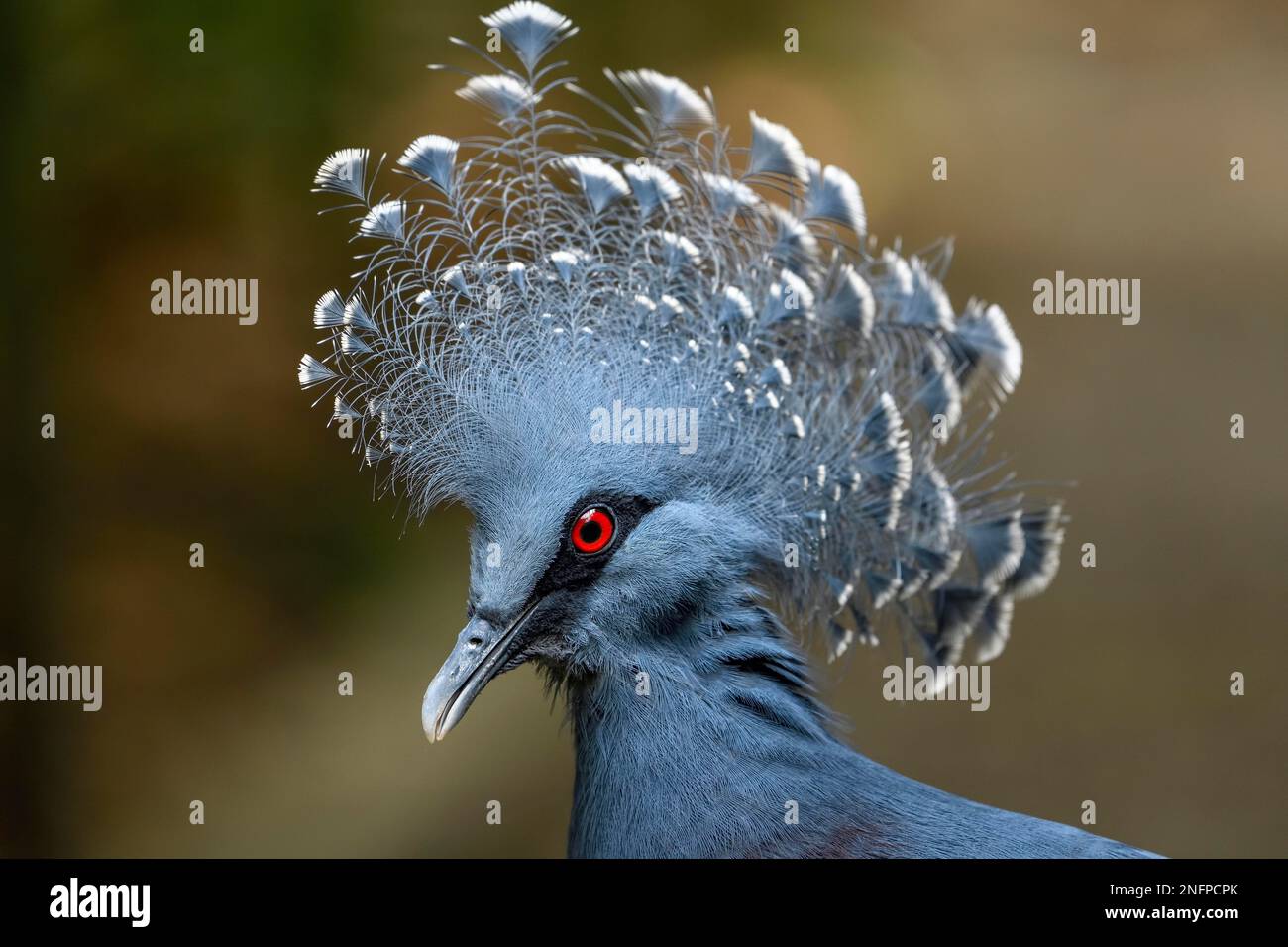Victoria crowned pigeon (Goura victoria), animal portrait, Mount Hagen ...