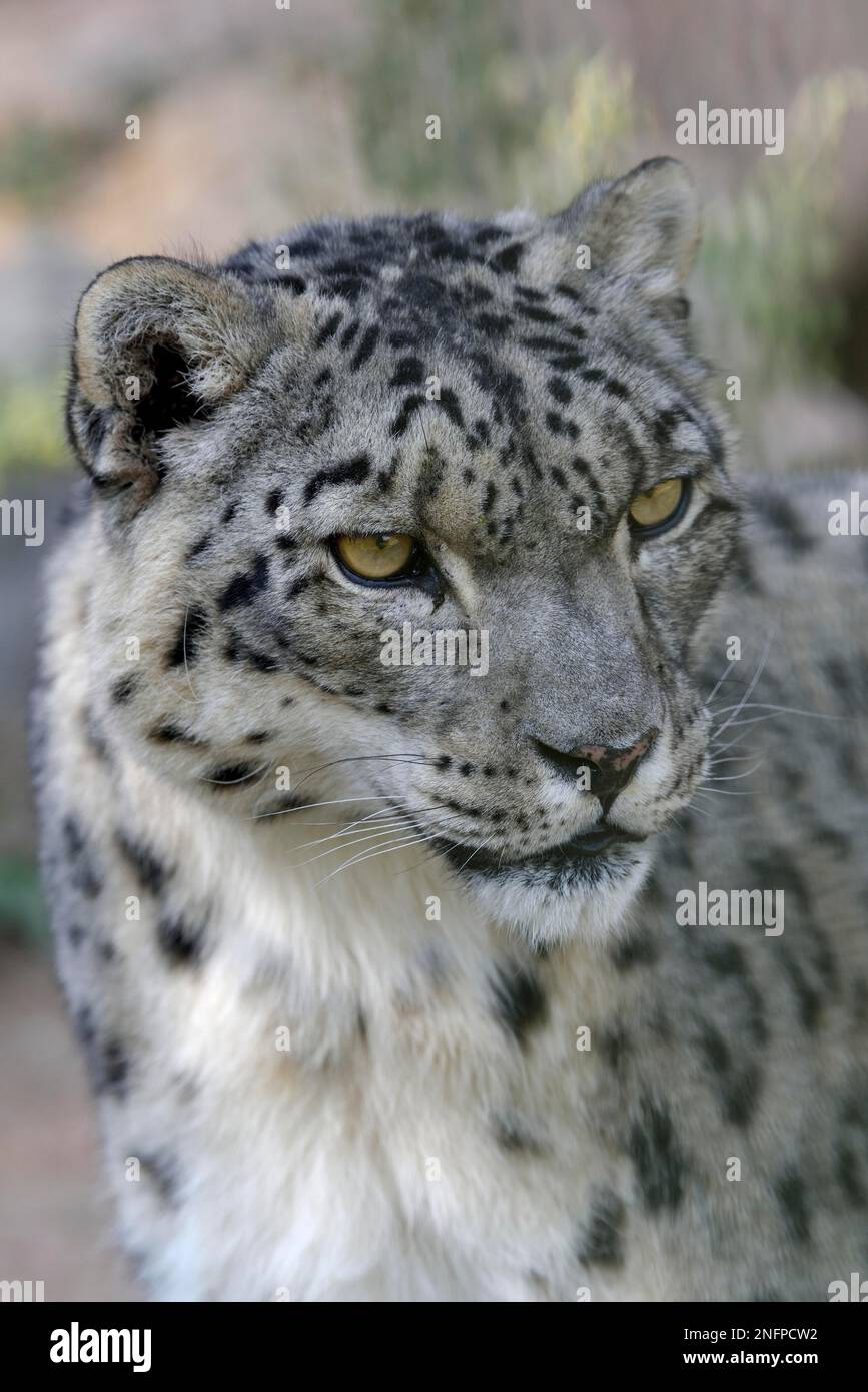 Snow leopard (Panthera uncia), animal portrait, captive, reception ...