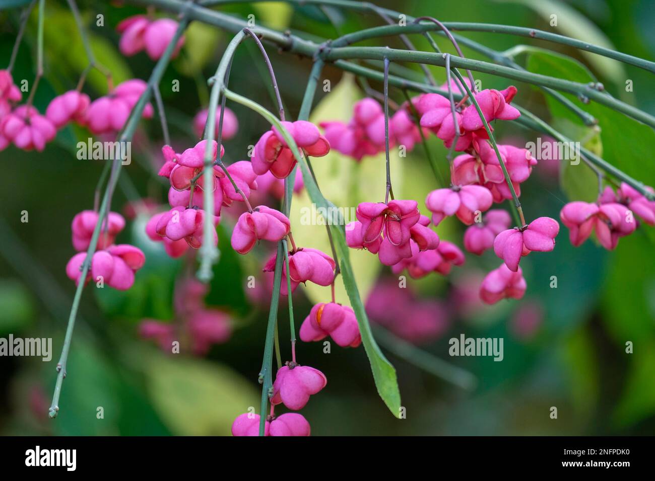 European spindle (Euonymus europaeus Stock Photo - Alamy