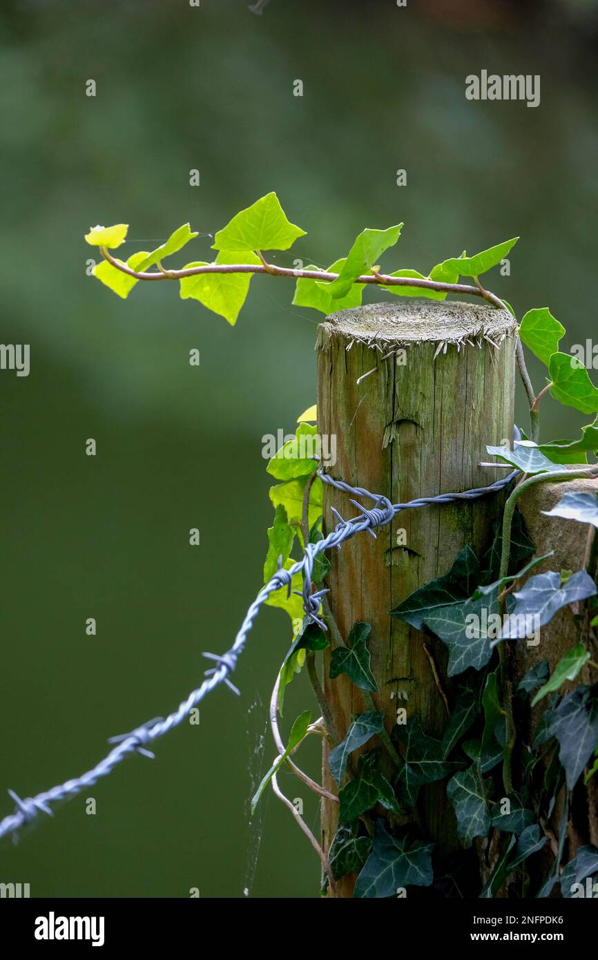 Poison ivy climbing plant hi-res stock photography and images - Alamy