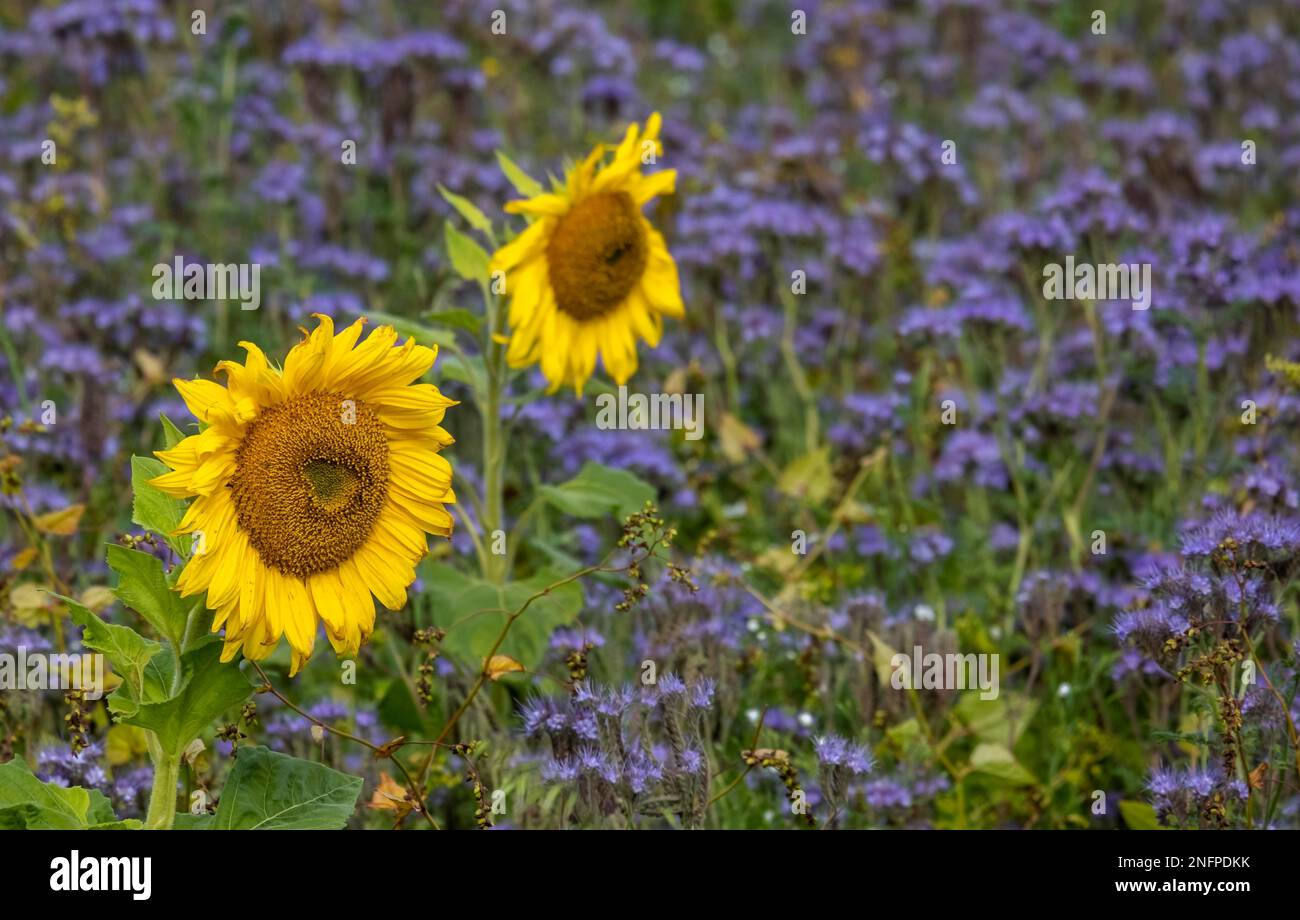 Color scorpion hi-res stock photography and images - Alamy