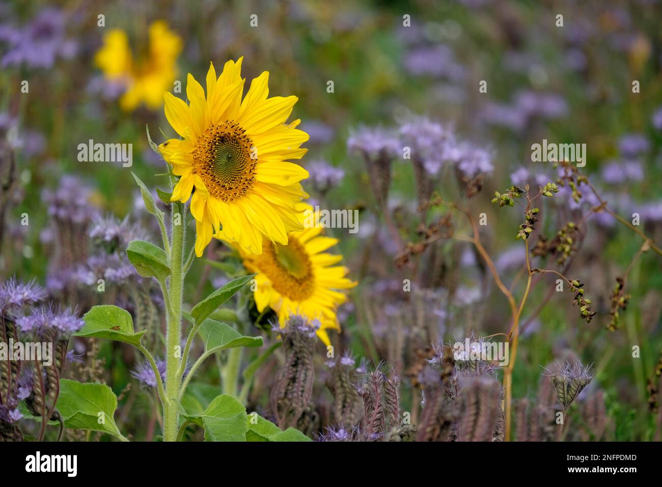 Sunflower and scorpion-weed (Phacelia Stock Photo - Alamy